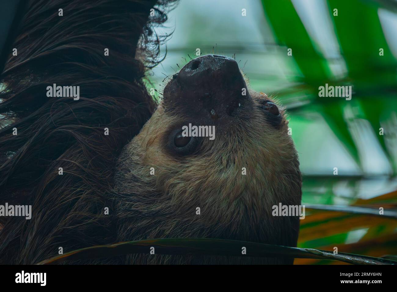 Sloths close up hi-res stock photography and images - Alamy