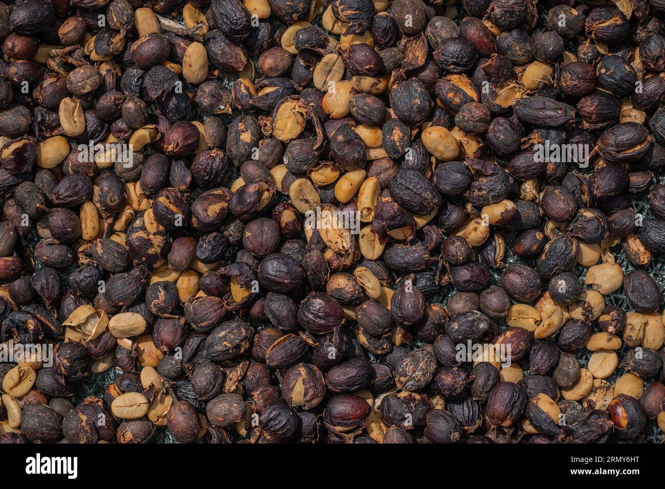 Drying coffee seeds on a plantation under the hot sun and high altitude ...