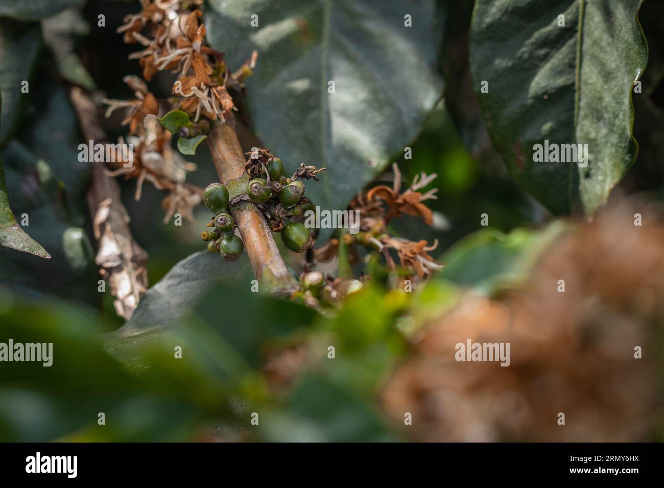 Ripe coffee seeds in a tree at the plantation in high altitude of ...