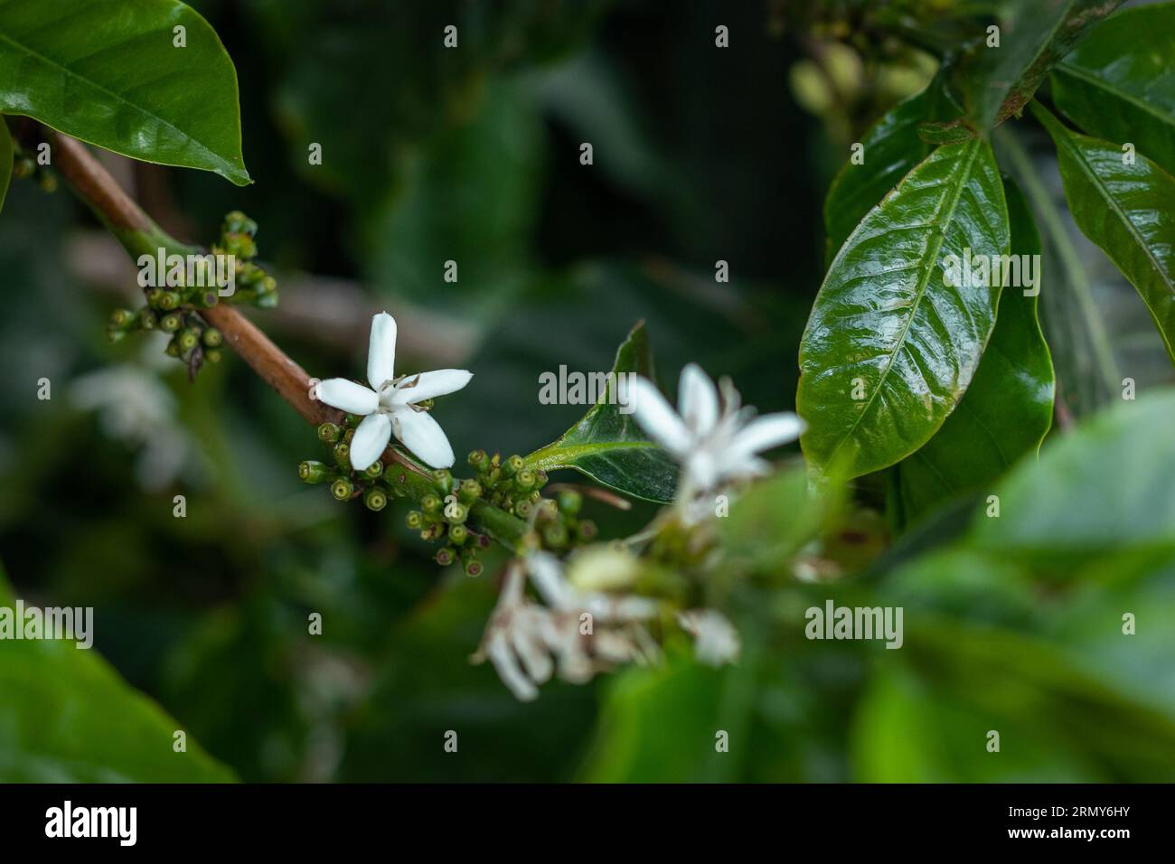 Ripe coffee seeds and white flowers in a tree at the plantation in high altitude of Panama ...