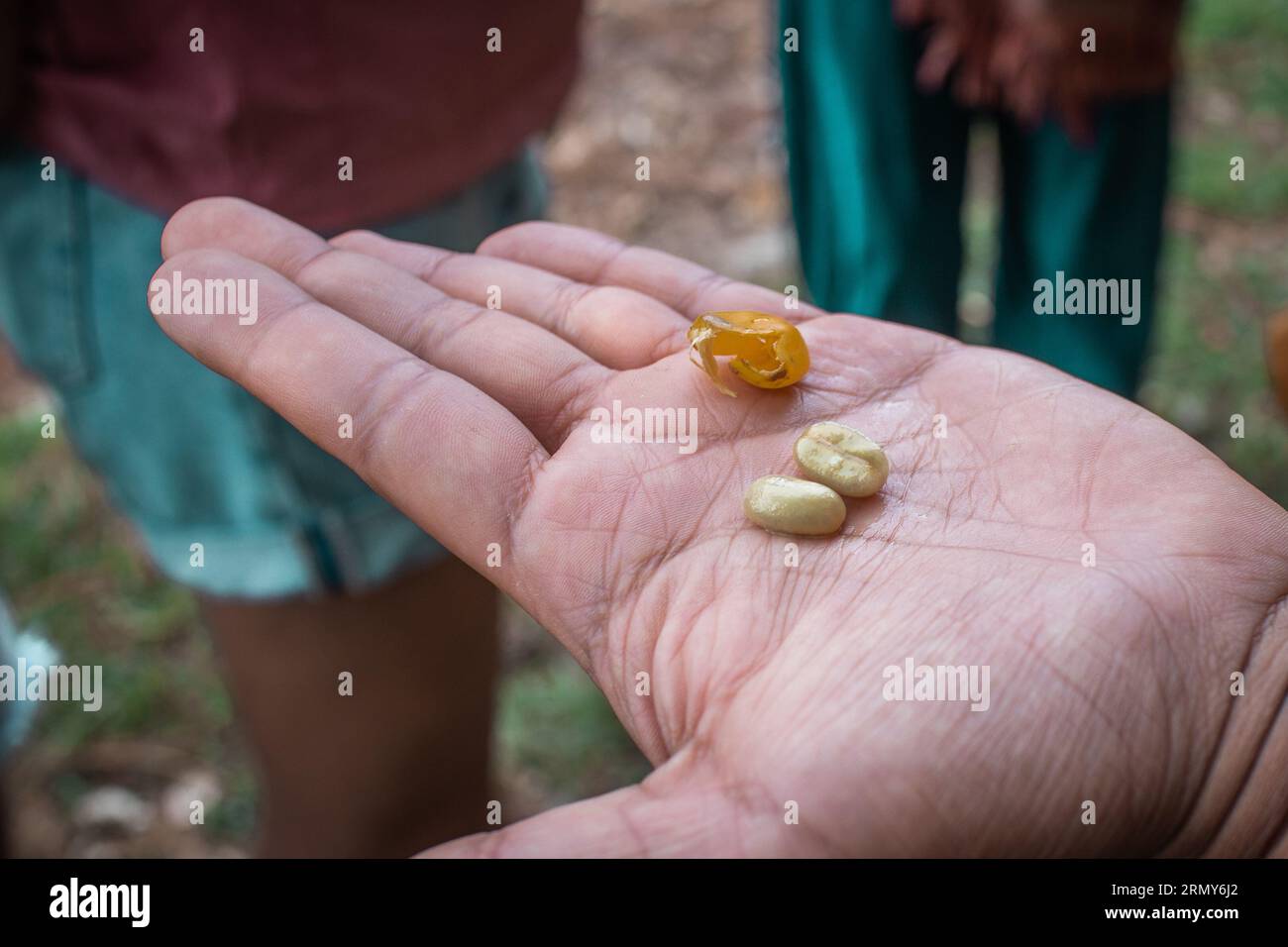 Ripe seeds of coffee beans are seen in hands of a person holding them ...