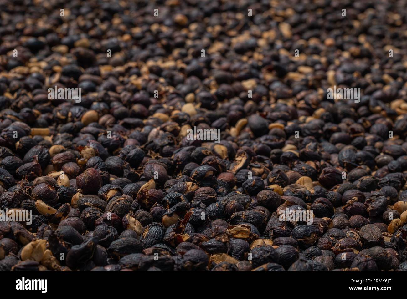 Drying coffee seeds on a plantation under the hot sun and high altitude ...