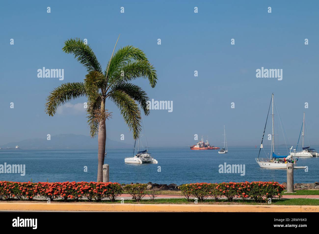 Amador causeway at the panama city, a path with flowers and palms, good ...