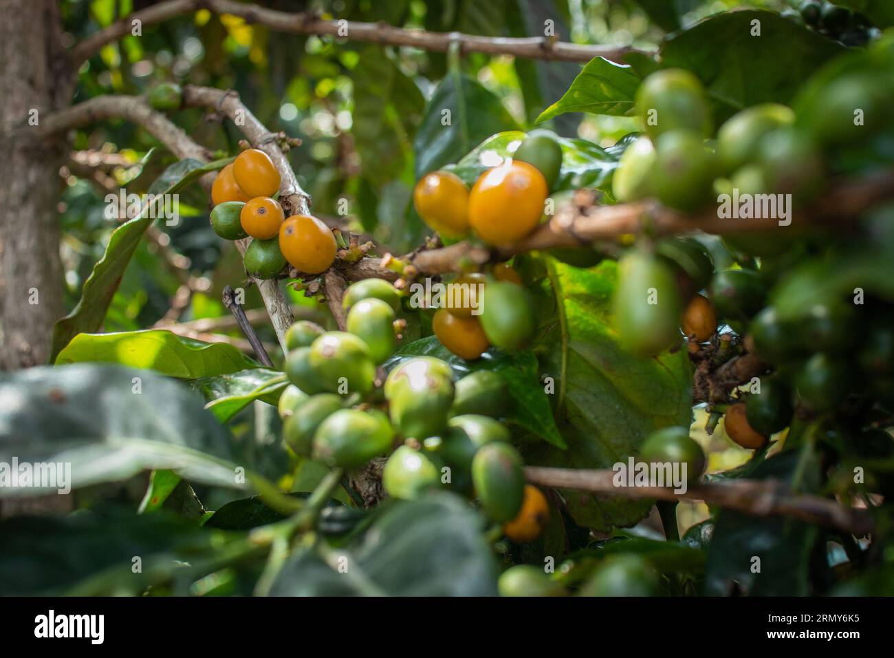 Ripe coffee seeds of green and orange in a tree at the plantation in ...