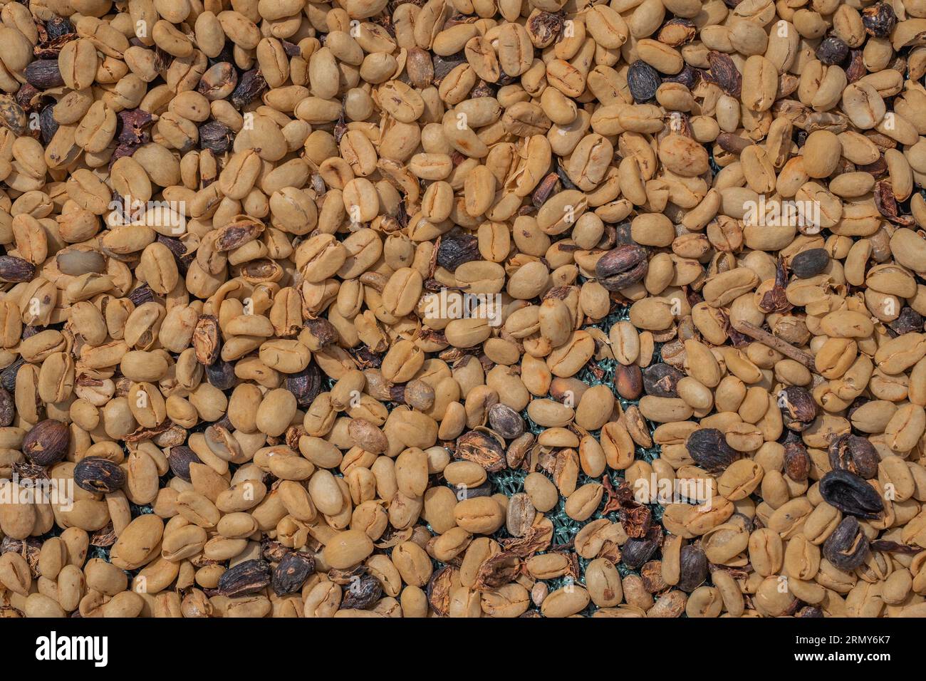 Drying coffee seeds on a plantation under the hot sun and high altitude ...