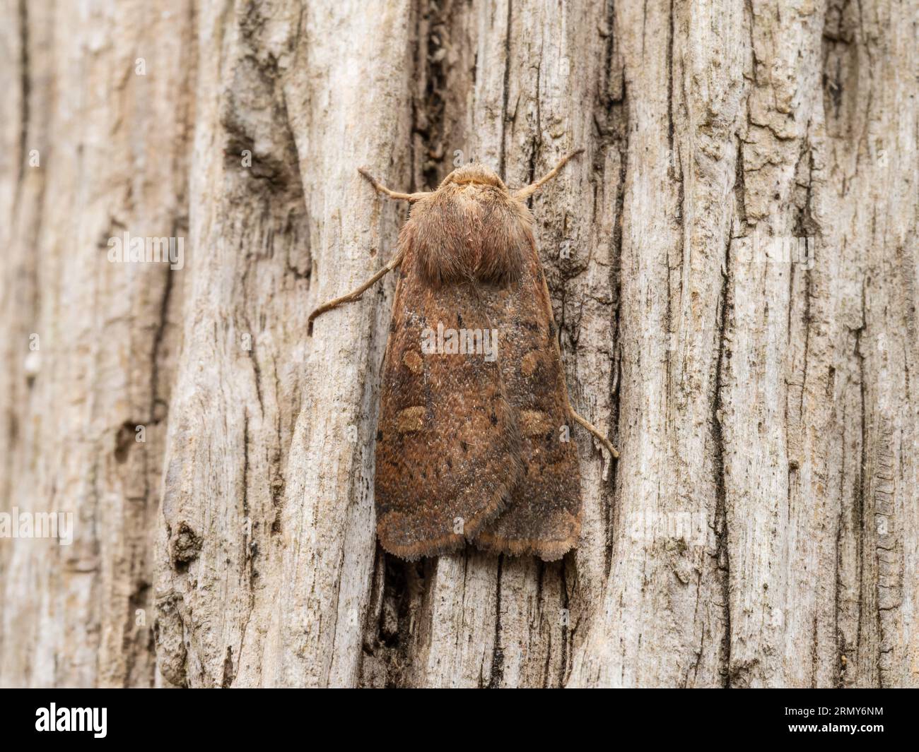 A square-spot rustic moth, Xestia xanthographa, resting on a rotting ...