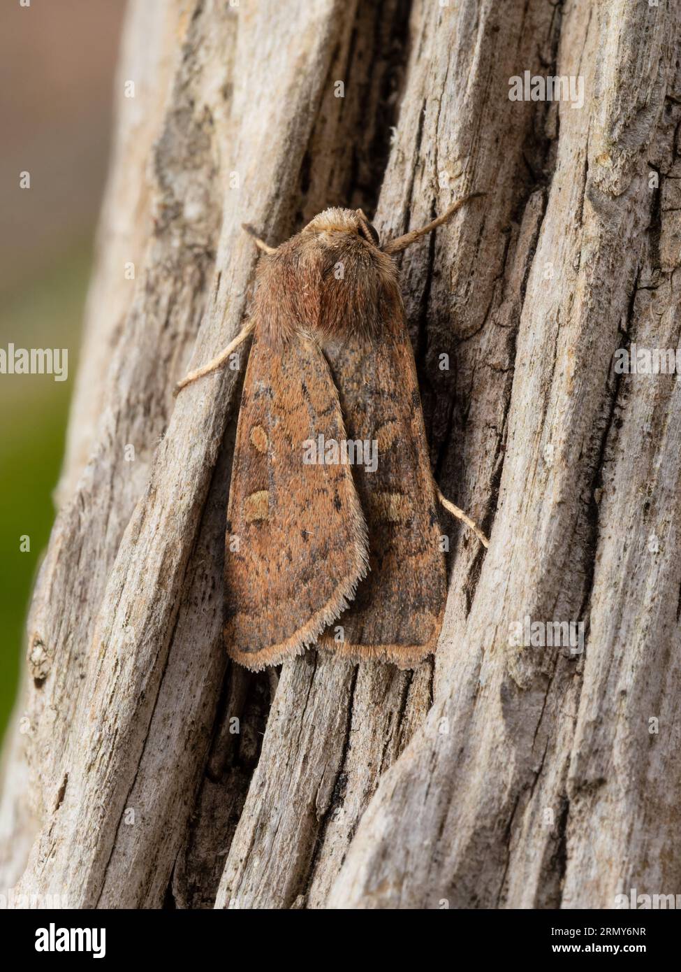A square-spot rustic moth, Xestia xanthographa, resting on a rotting ...