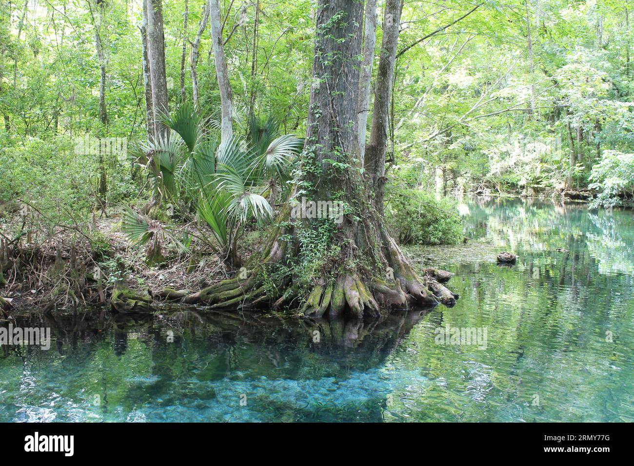 Cypress Tree at Natural Springs Stock Photo - Alamy