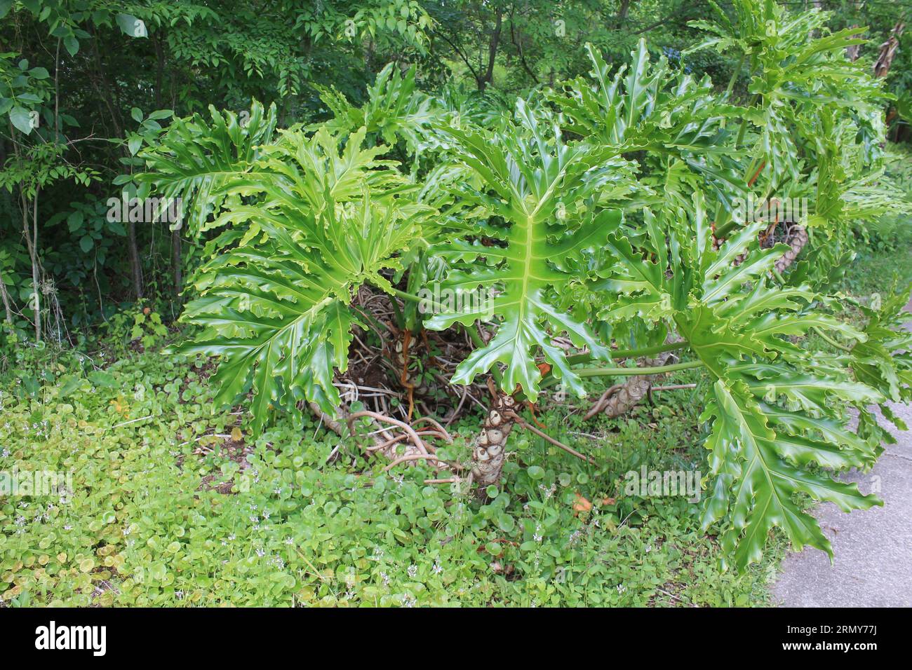 Cabbage Palm Fern: Fern with large glossy leaves Stock Photo - Alamy