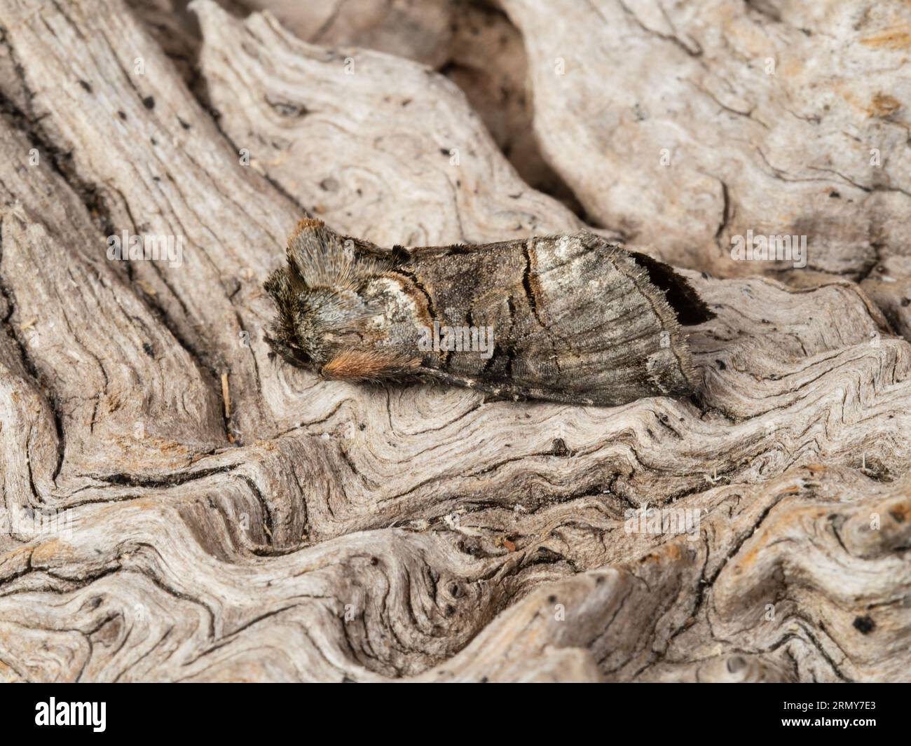 Abrostola tripartita, the spectacle moth, resting on a rotting tree ...