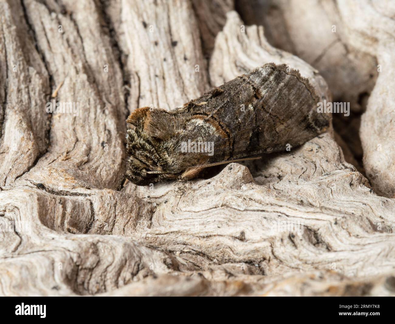 Abrostola tripartita, the spectacle moth, resting on a rotting tree ...