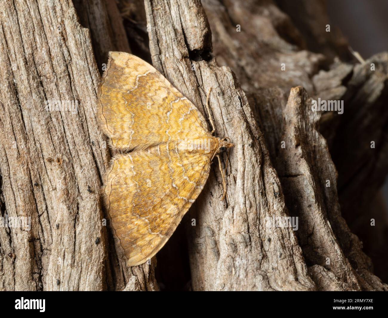 Camptogramma bilineata, the yellow shell moth, resting on a rotting ...