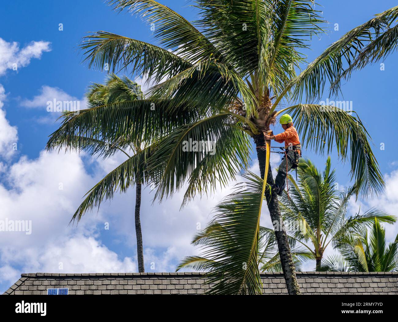 Princeville, Kauai - 17 August 2023: Professional gardener trimming ...
