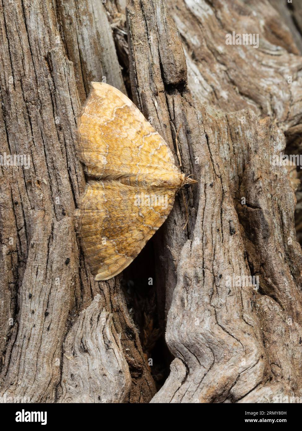 Camptogramma bilineata, the yellow shell moth, resting on a rotting ...