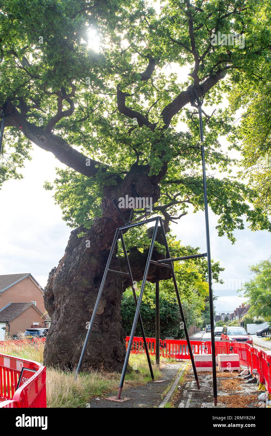 Addlestone, Surrey, UK. 30th August, 2023. The Crouch Oak (pictured) in ...