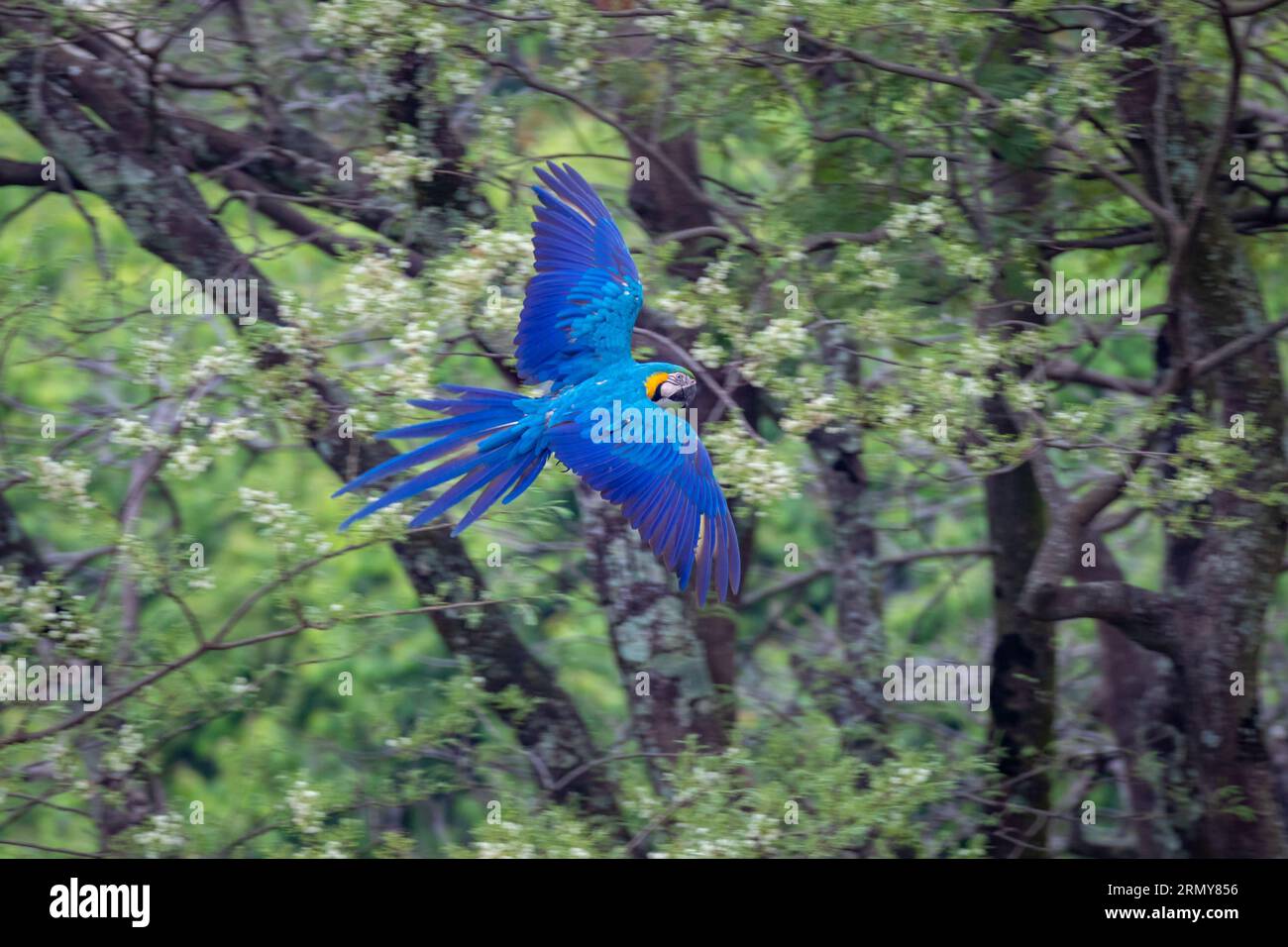 Flying free macaw hi-res stock photography and images - Alamy