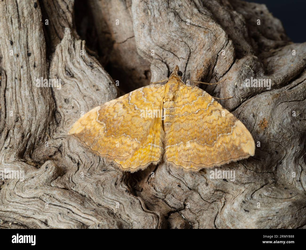 Camptogramma bilineata, the yellow shell moth, resting on a rotting ...