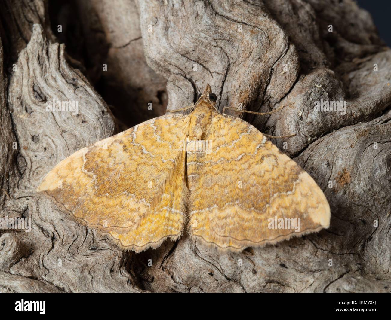 Camptogramma bilineata, the yellow shell moth, resting on a rotting ...