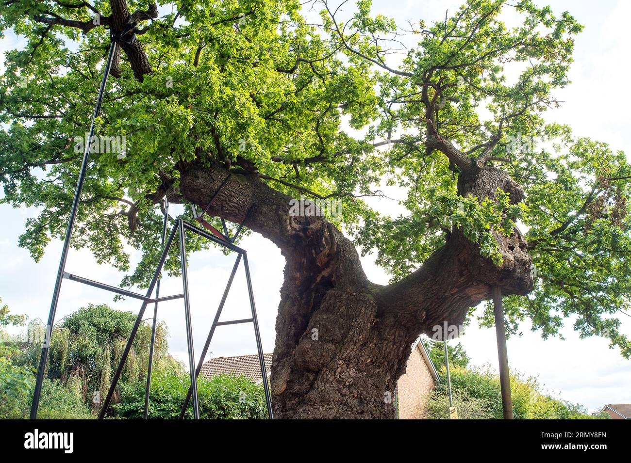 Addlestone, Surrey, UK. 30th August, 2023. The Crouch Oak (pictured) in ...