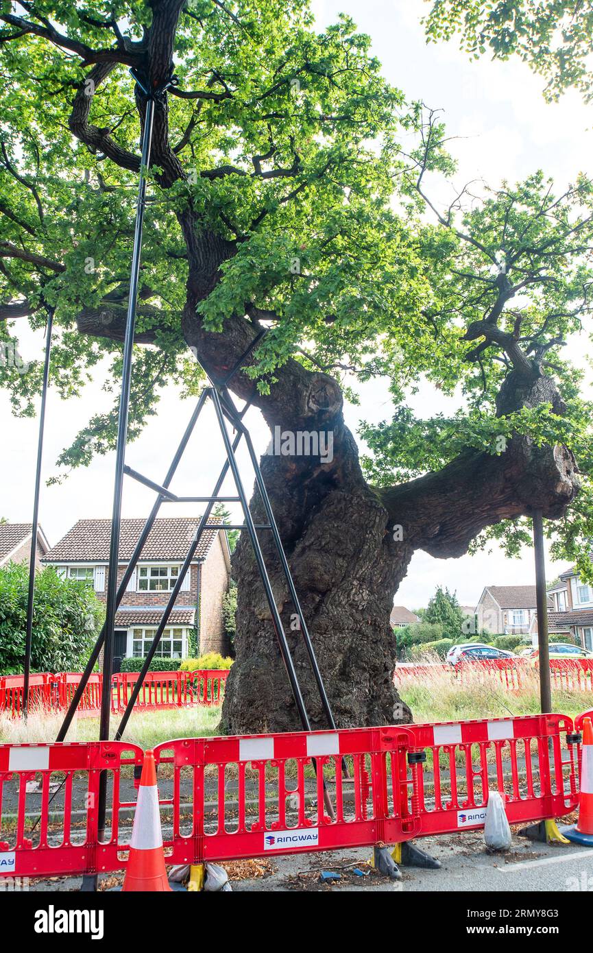 Addlestone, Surrey, UK. 30th August, 2023. The Crouch Oak (pictured) in ...