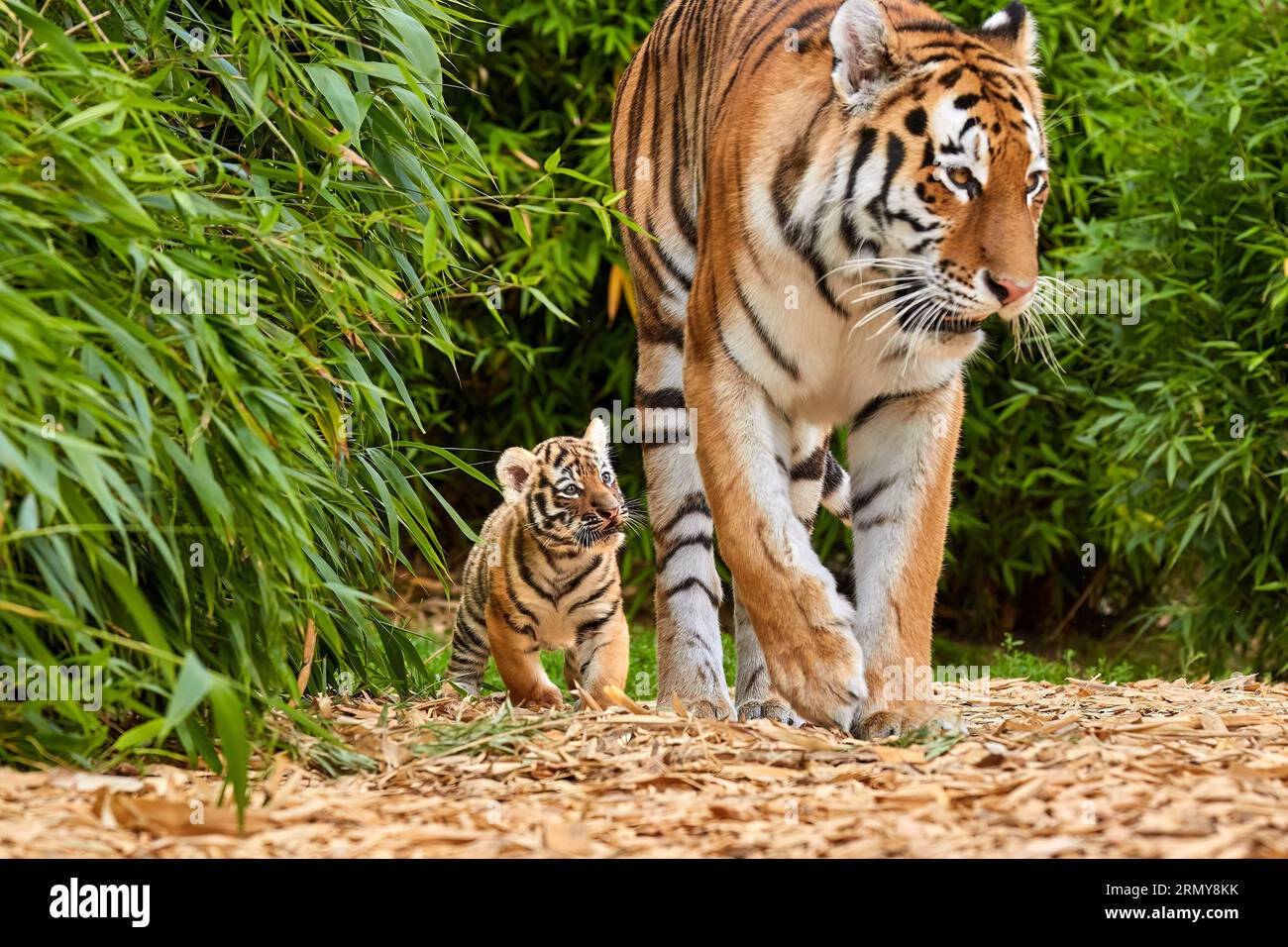 Siberian tiger cub walking hi-res stock photography and images - Alamy