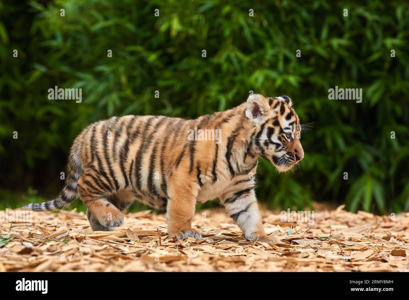 Cute tiger baby portrait outdoor, amur tiger Stock Photo - Alamy