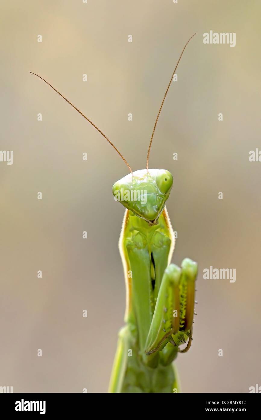 A cute praying mantis appears to be posing for the camera in a garden ...