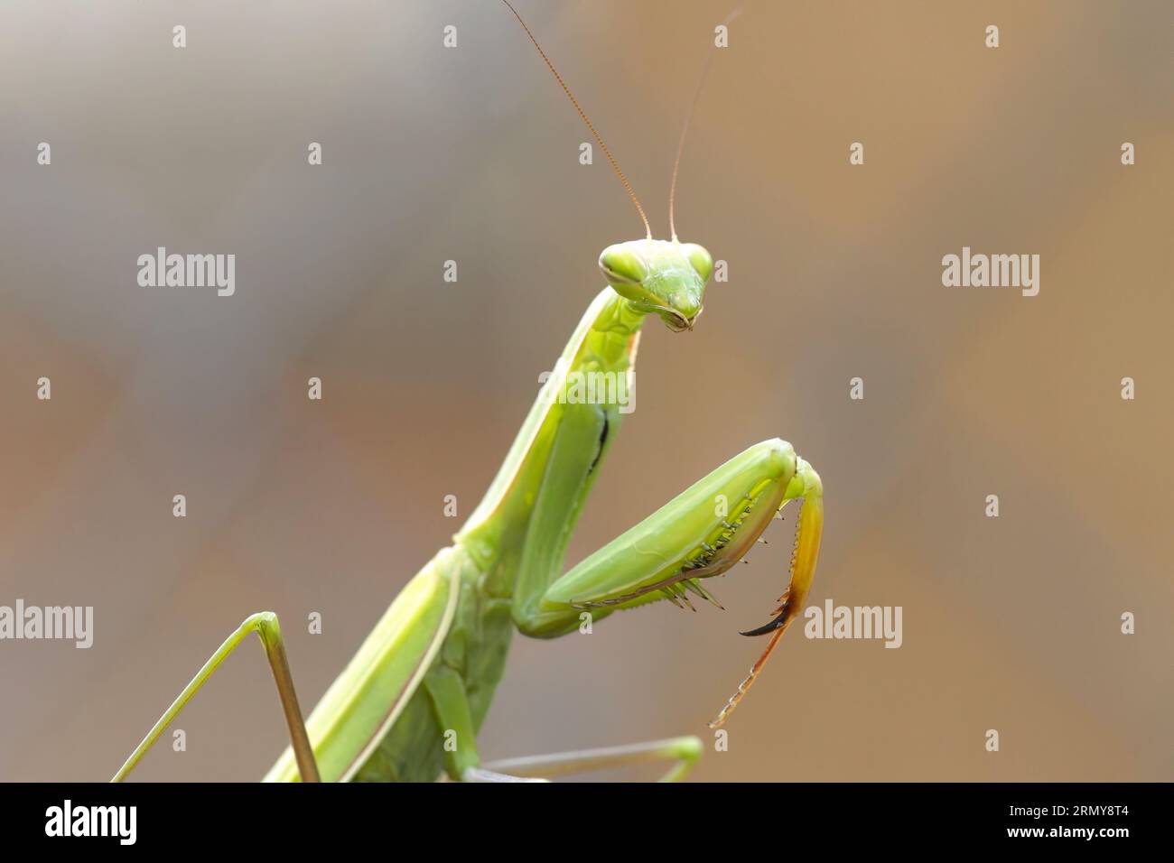 A side view close up photo of a cute praying mantis in a garden in ...