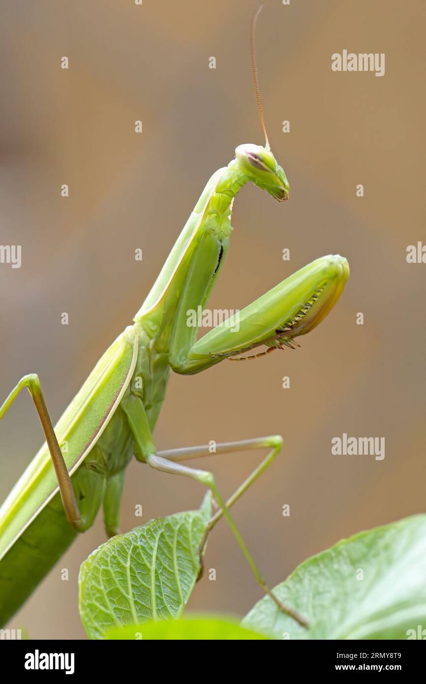 A side view close up photo of a cute praying mantis in a garden in ...