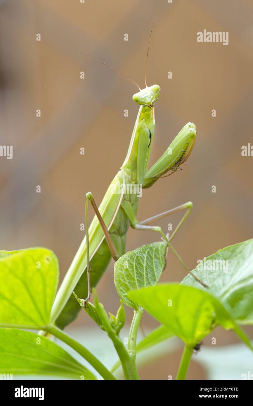 A cute praying mantis appears to be posing for the camera in a garden ...