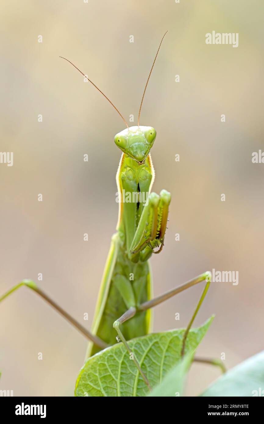 Cute mantis hi-res stock photography and images - Alamy