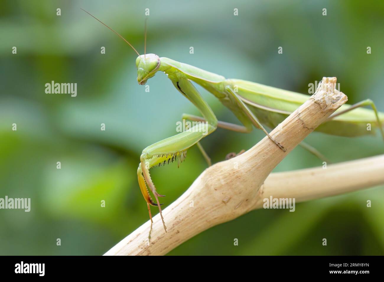 Green praying mantis stick insect hi-res stock photography and images ...