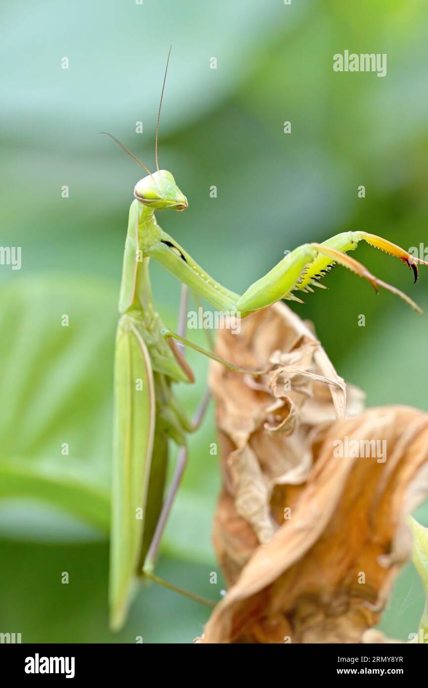 A praying mantis is clinging to a dried leaf in a garden in north Idaho ...