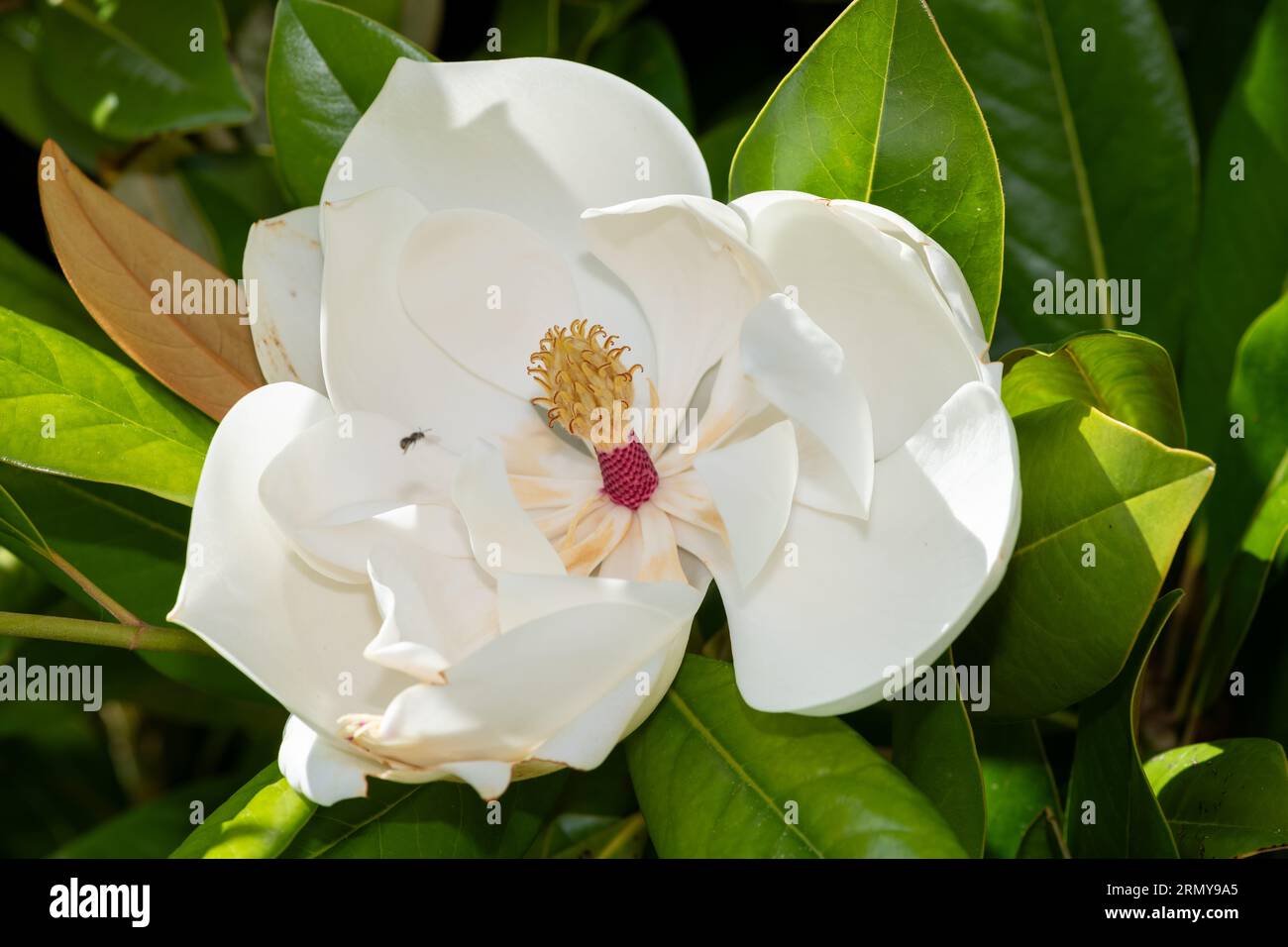Close up of a southern magnolia (magnolia grandiflora) flower in bloom ...