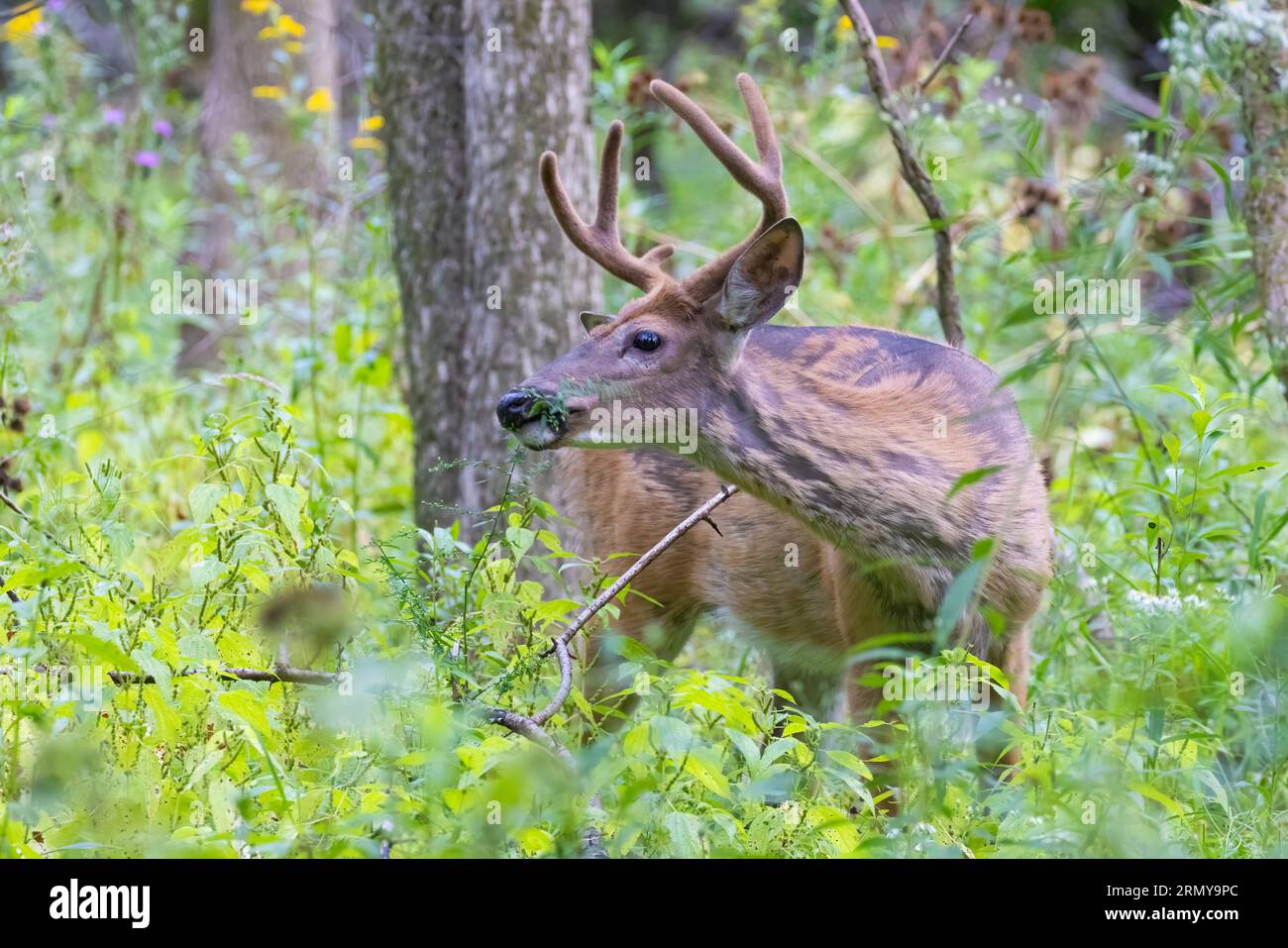 Male white tailed deer spring hi-res stock photography and images - Alamy