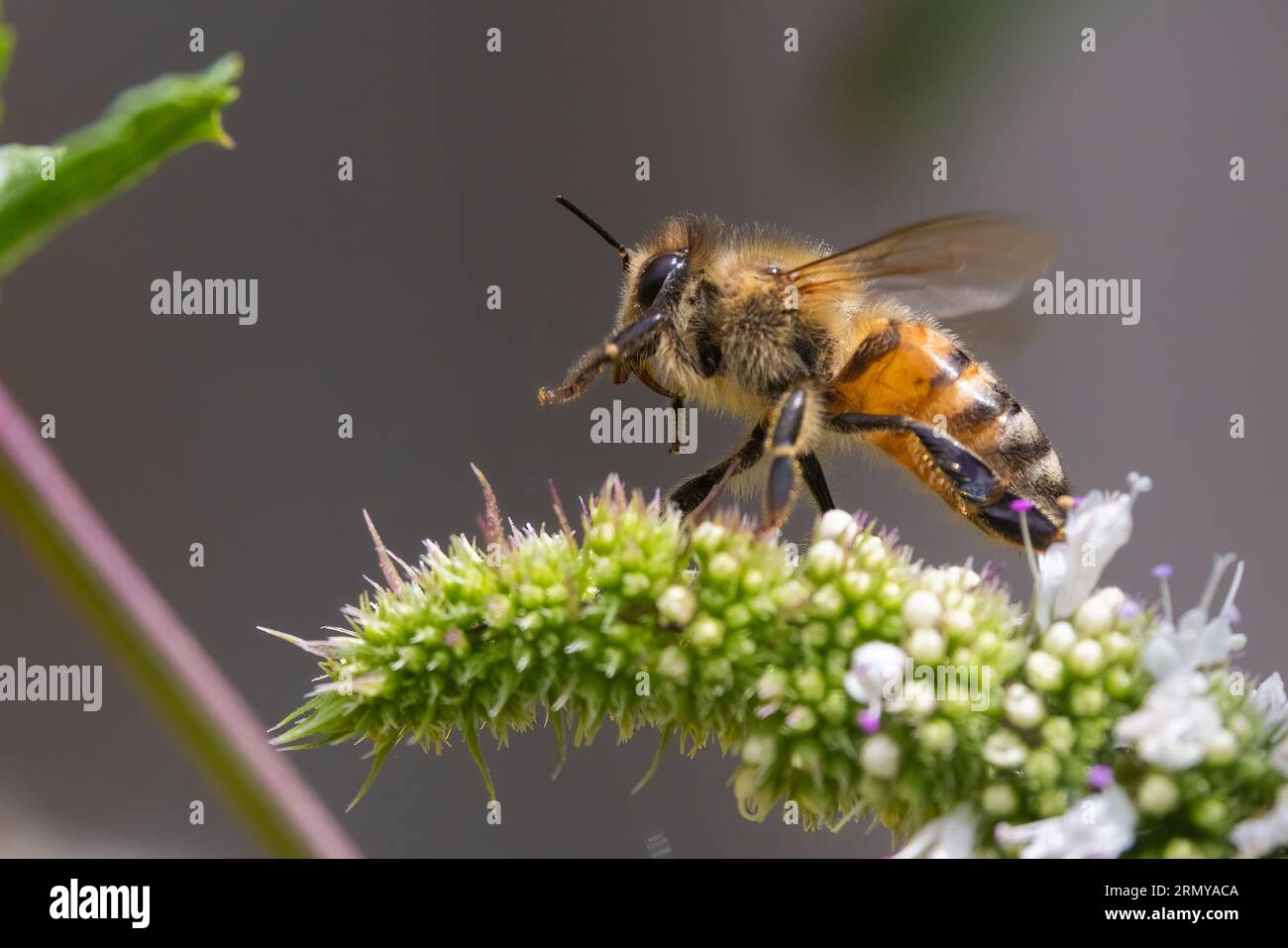 western honey bee or European honey bee (Apis mellifera Stock Photo - Alamy