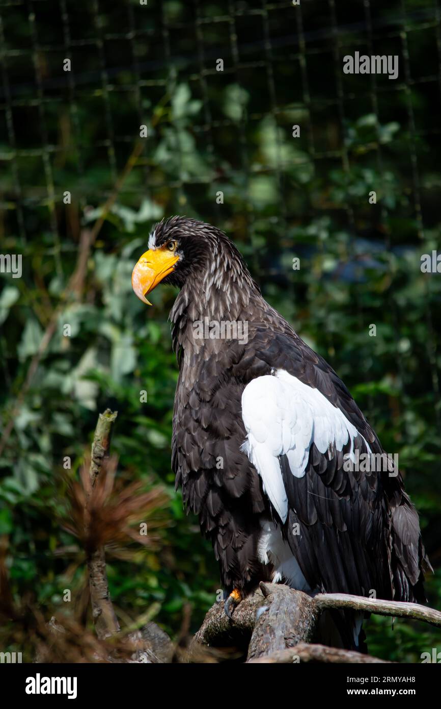 Eagle foto hi-res stock photography and images - Alamy