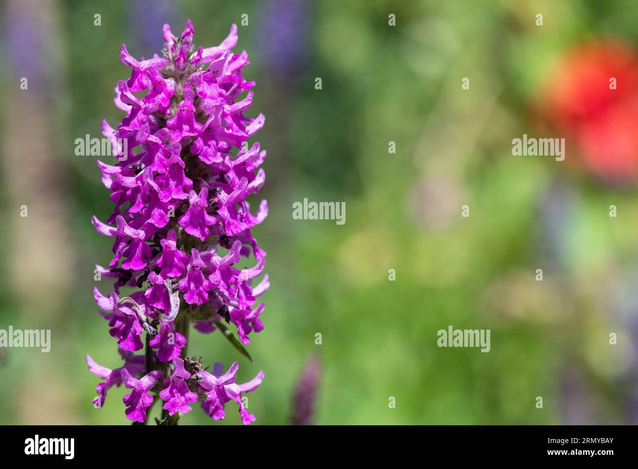 Close up of wood betony hummelo (stachys officinalis) flowers in bloom ...