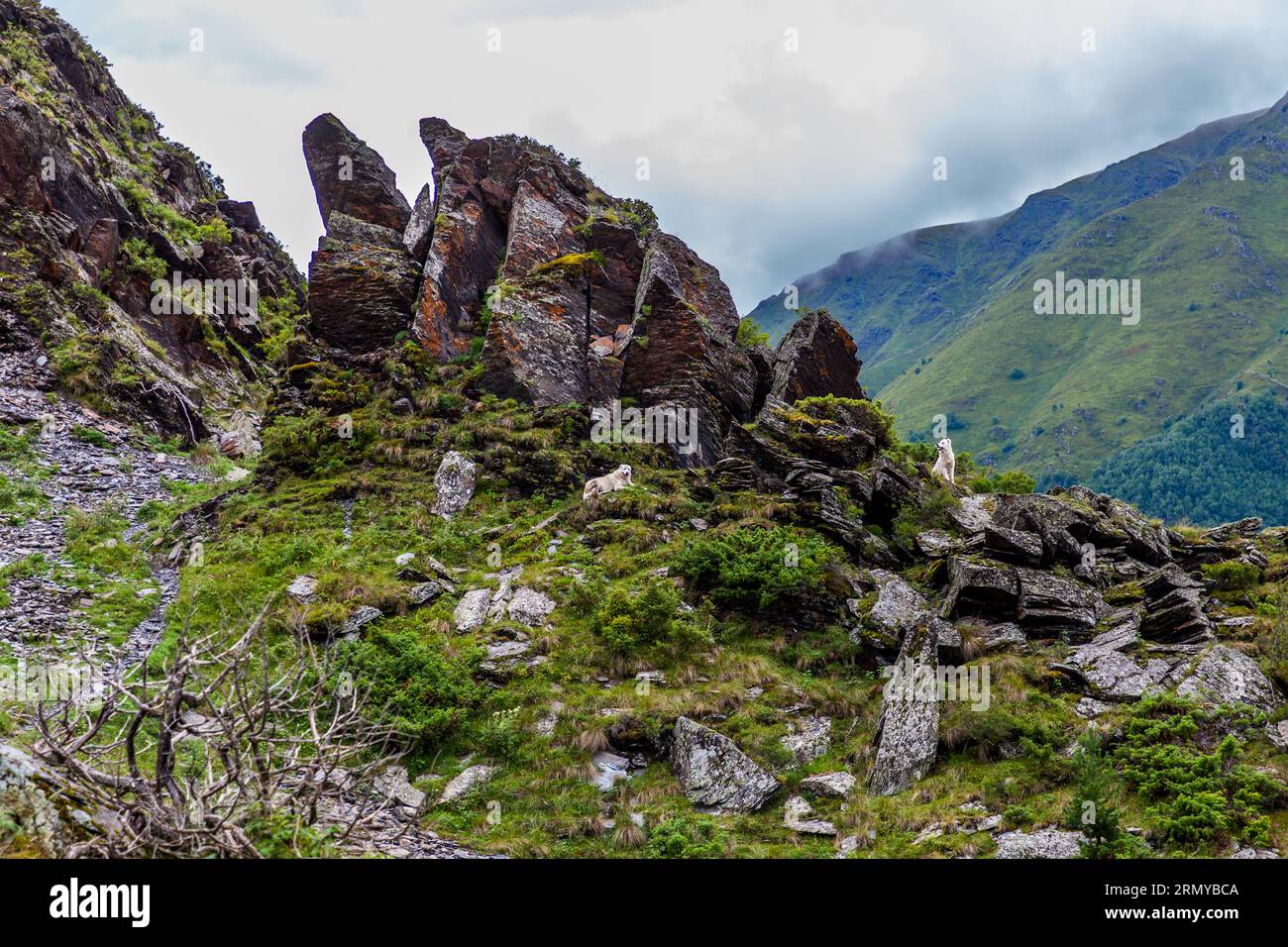 Tusheti is known for its high quality sheep products (milk, cheese ...