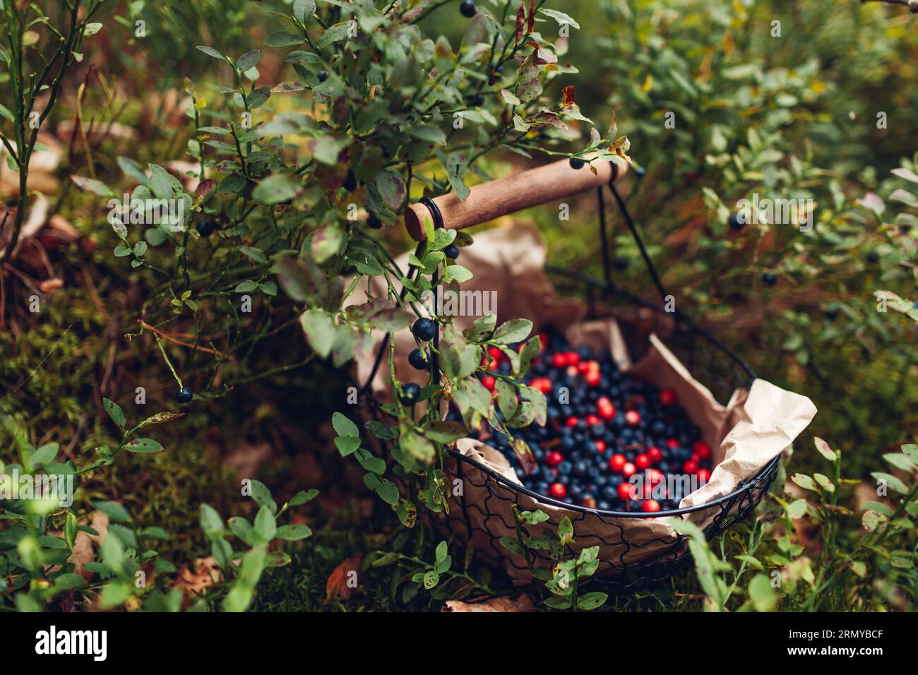 Basket of fresh bilberry cranberries and lingonberry picked in summer ...