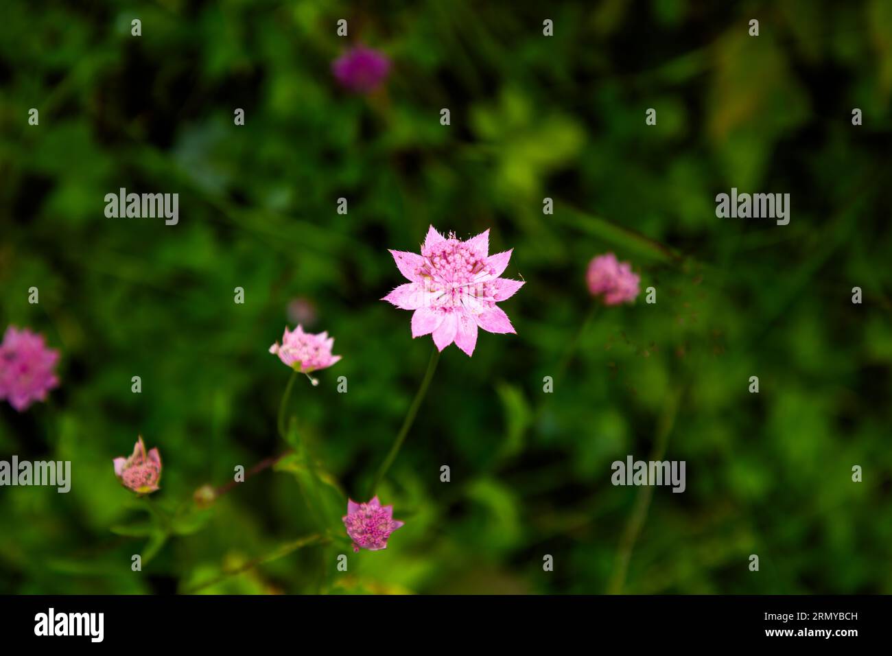 Starthistle (Astrantia maxima Stock Photo - Alamy