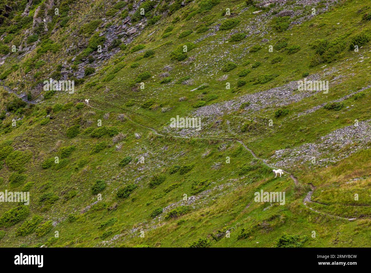 Tusheti is known for its high quality sheep products (milk, cheese ...