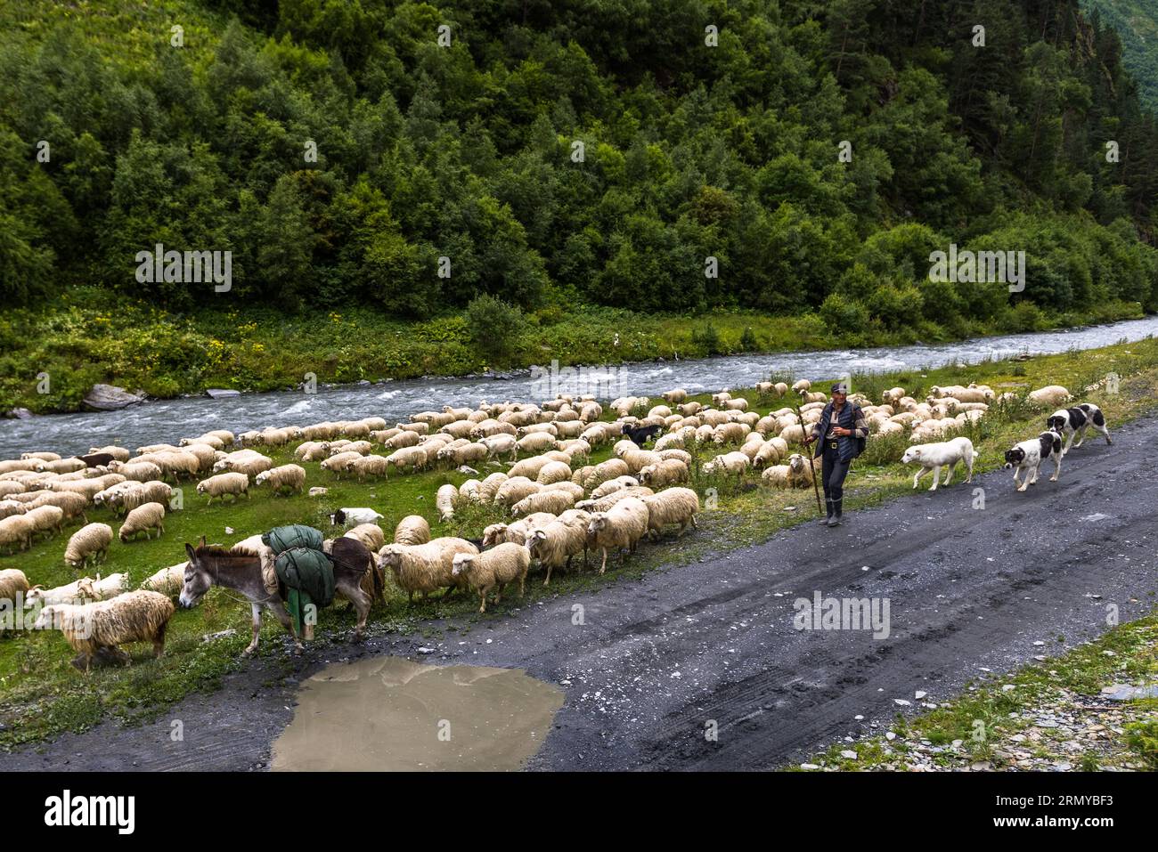 Tusheti is known for its high quality sheep products (milk, cheese ...