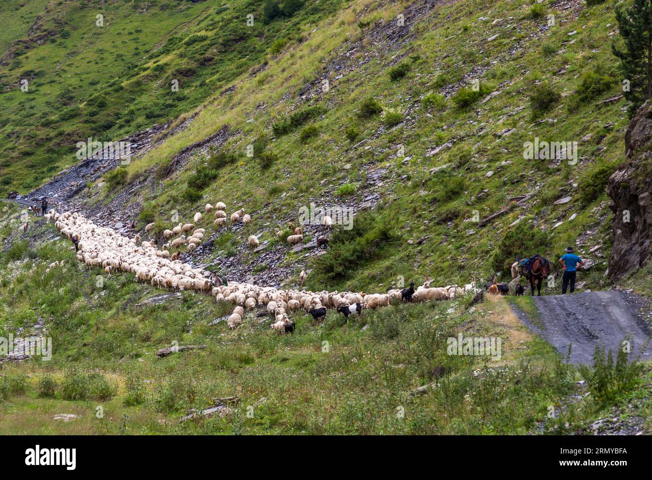 Tusheti is known for its high quality sheep products (milk, cheese ...