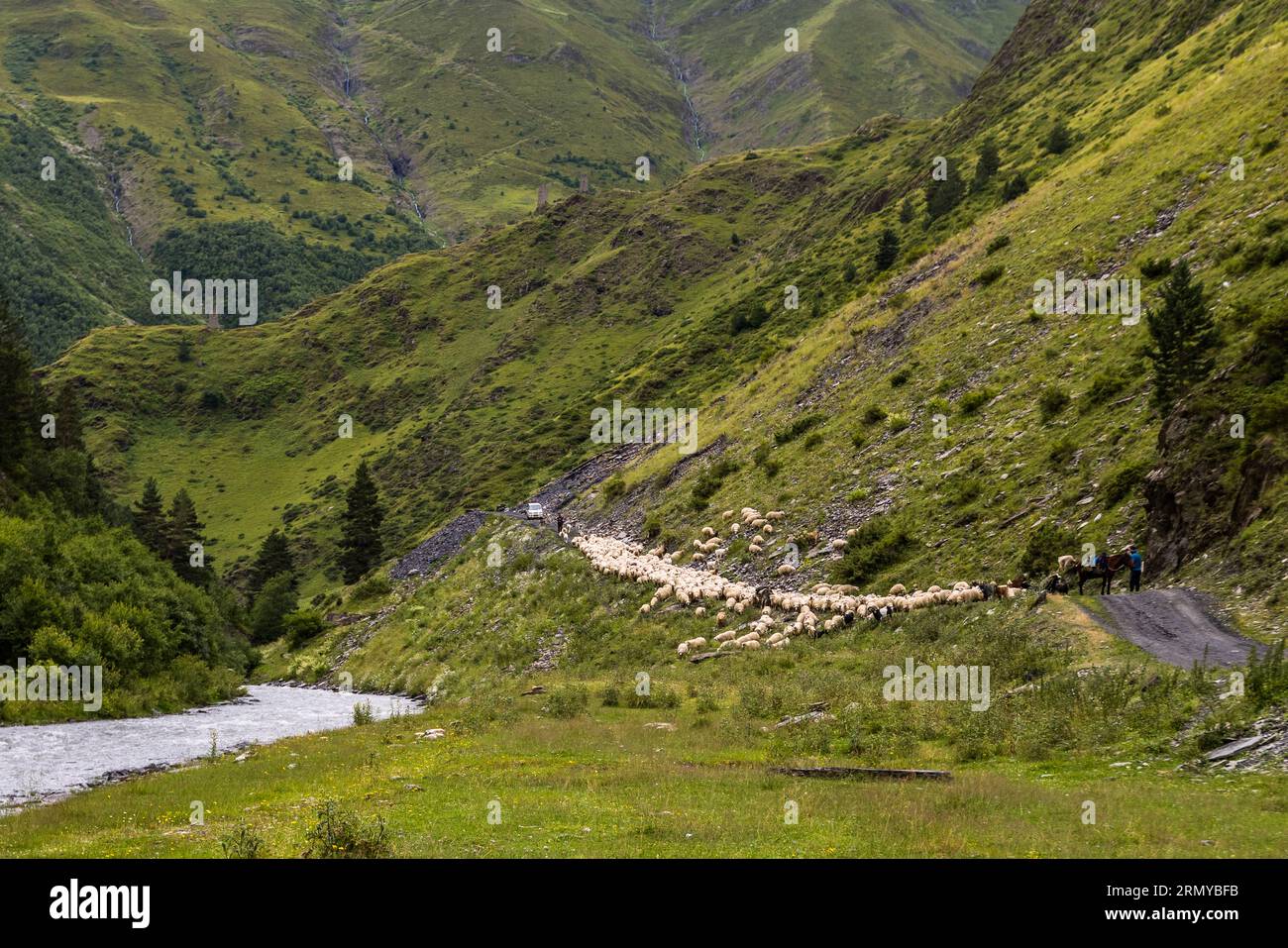 Riparian zone sheep hi-res stock photography and images - Alamy