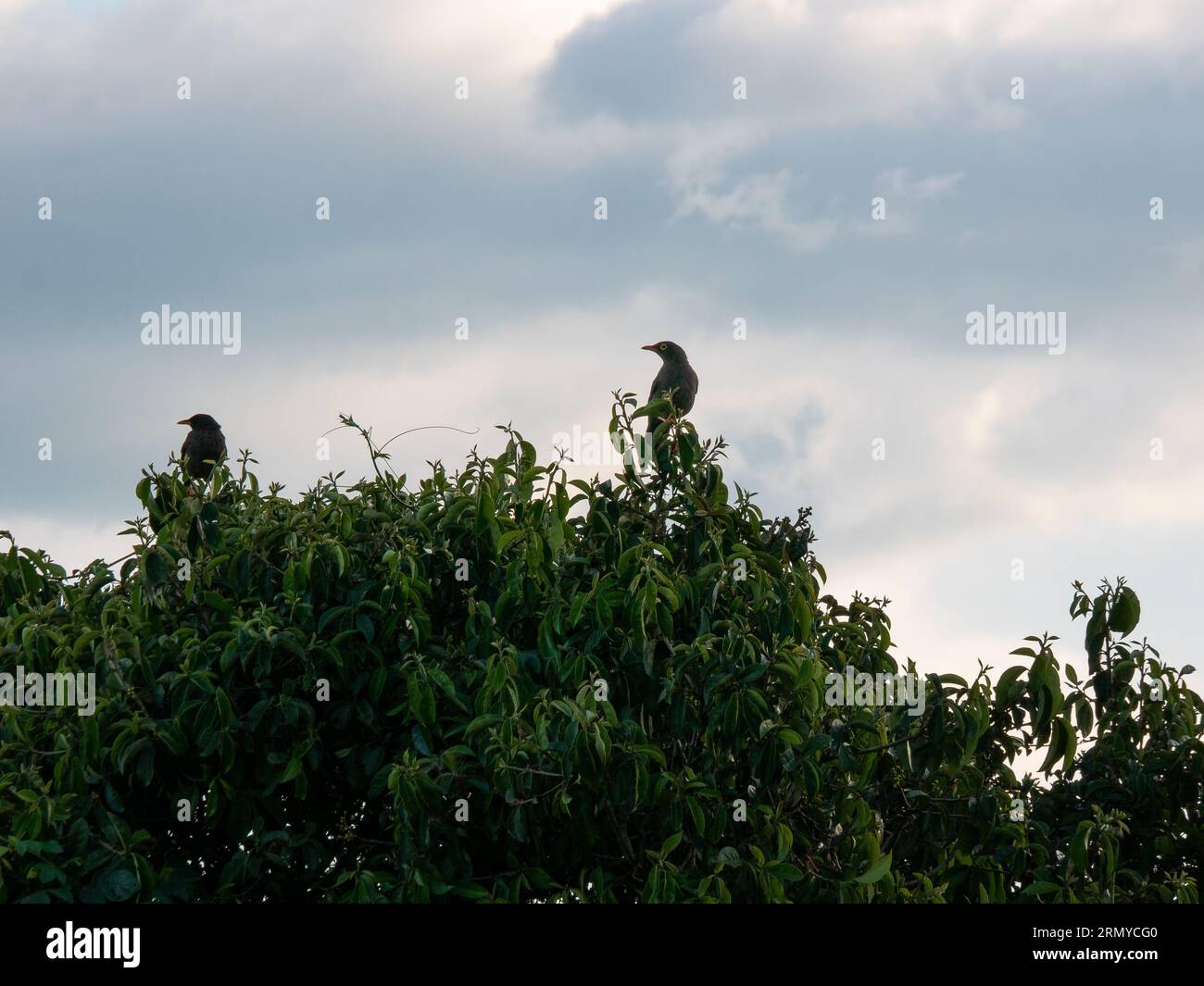 A Dark Gray Birds (Great Thrush) are Perching on a Tree in San ...
