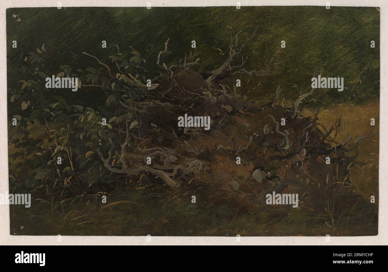 Study of a Tree Stump circa 1845 by Vilhelm Petersen Stock Photo - Alamy