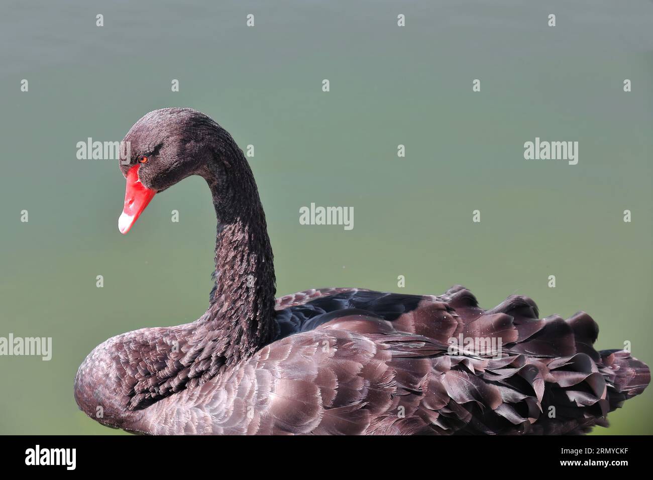 894 Mature black swan - Cygnus atratus- swimming in the Albert Park ...