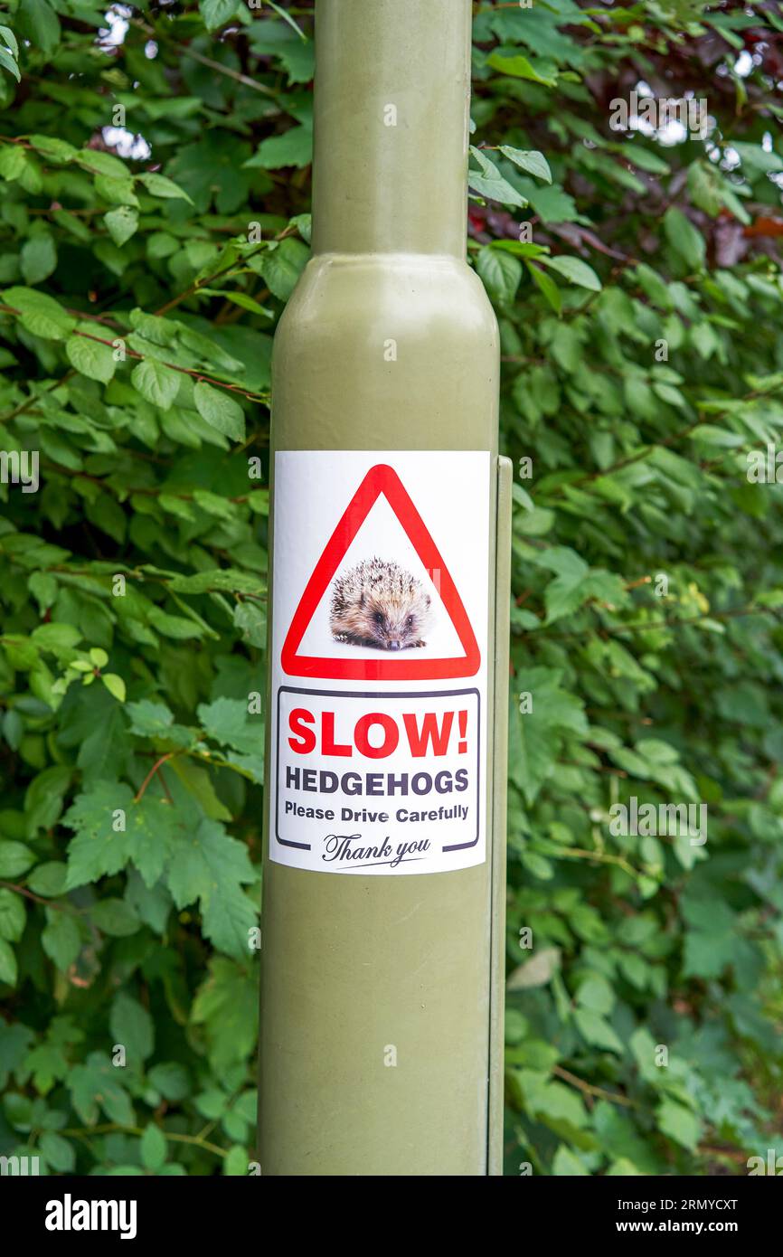 Sign warning drivers to slow down for hedgehogs crossing roads Stock ...
