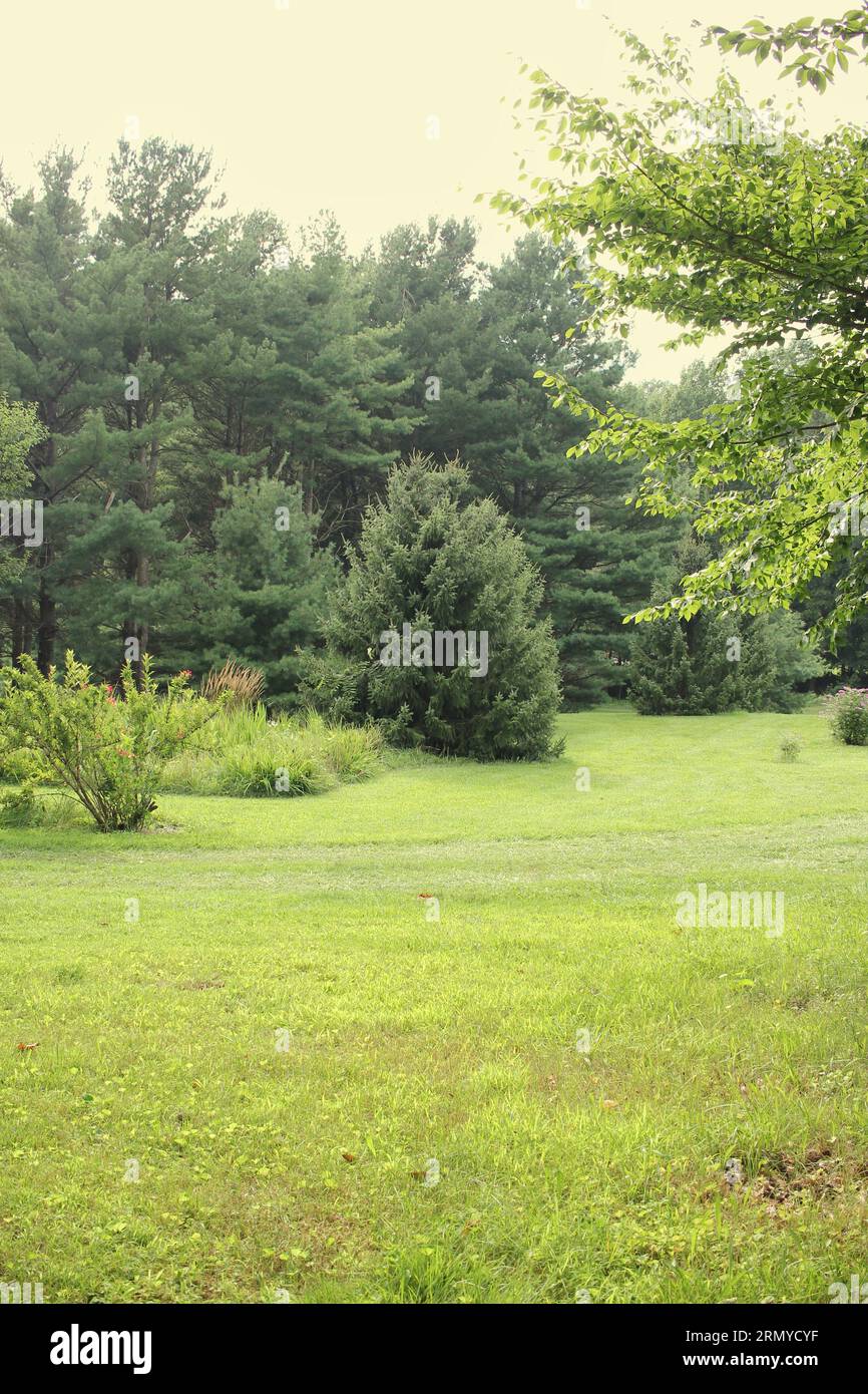 A simple bush growing in the overgrown sunny summer meadow Stock Photo ...